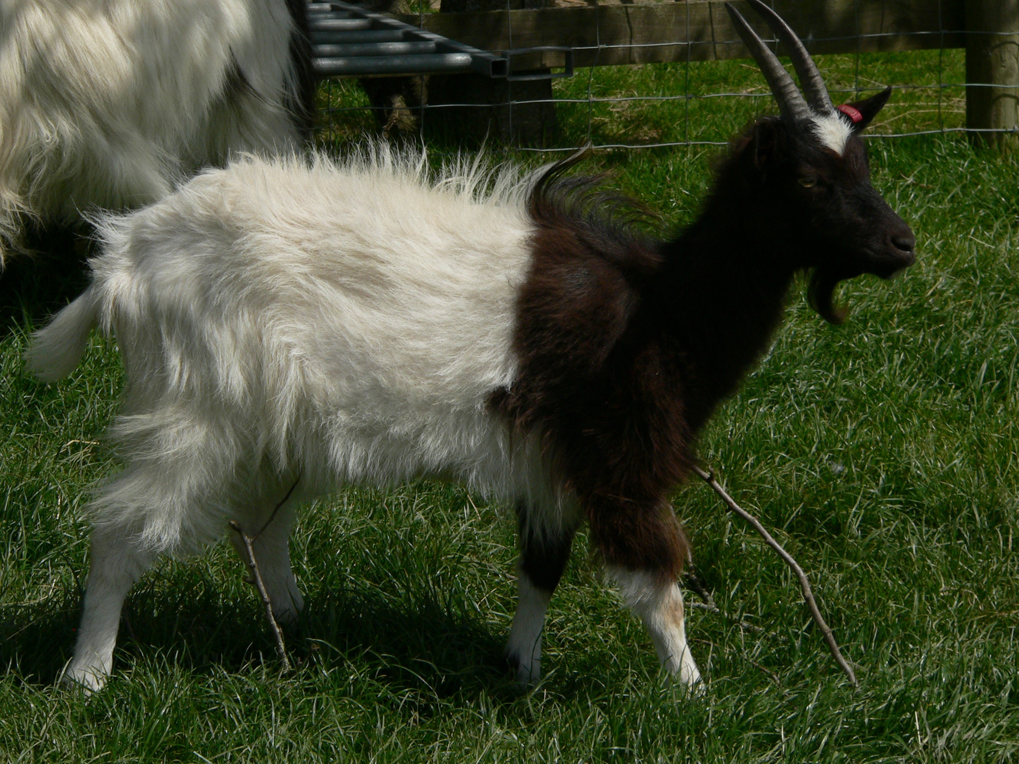 P1090693 | The Bagot Goat Society