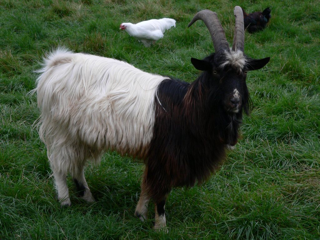 About Bagot Goats | The Bagot Goat Society