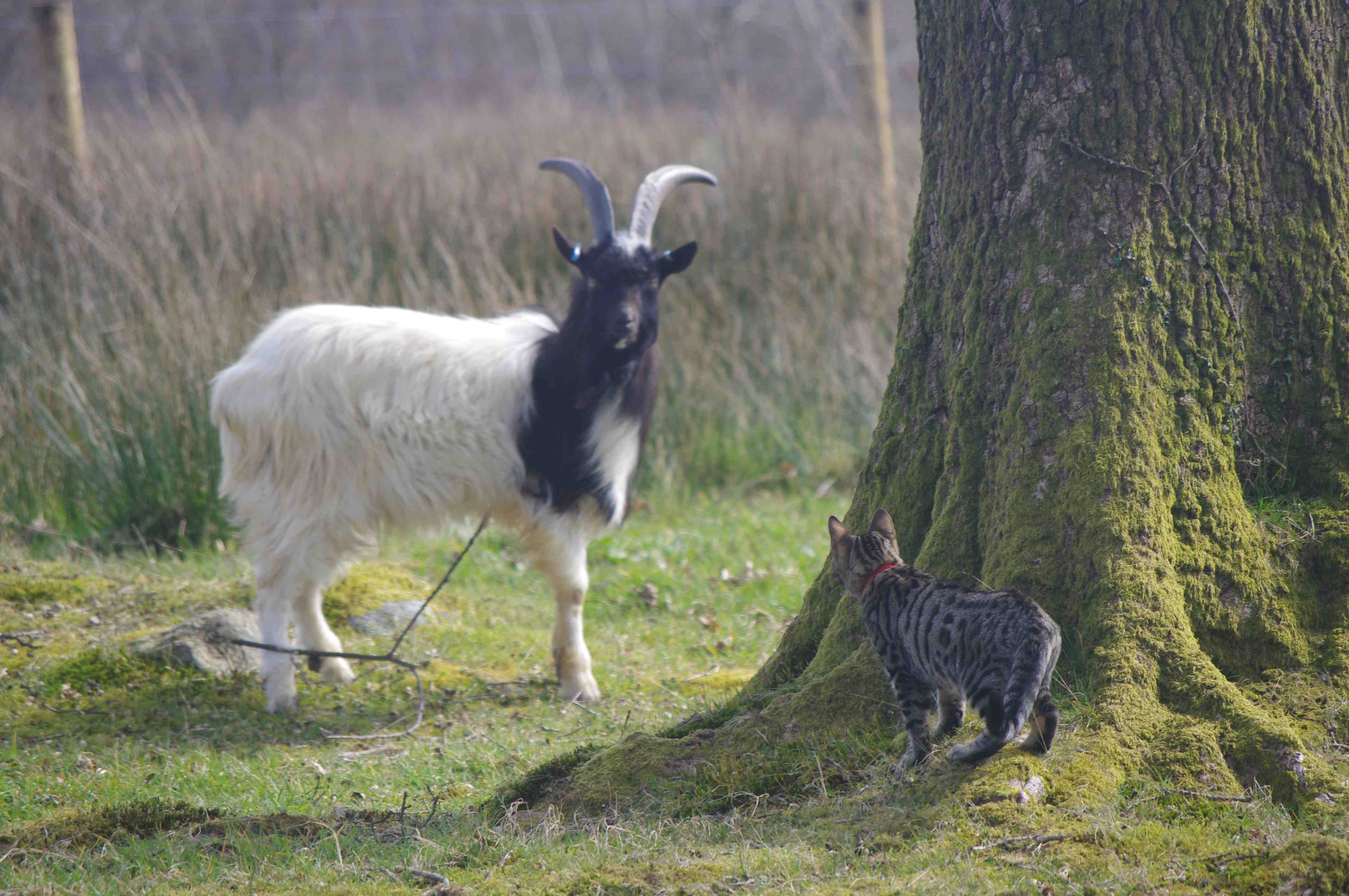 The Bagot Goat Society | Supporting Bagot Goats – a Primitive Breed ...