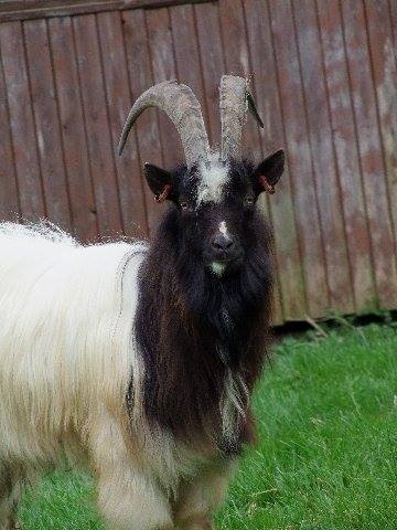 The Bagot Goat Society | Supporting Bagot Goats – a Primitive Breed ...