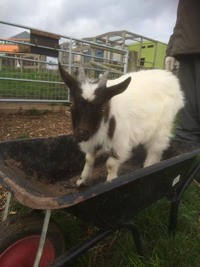 The Bagot Goat Society | Supporting Bagot Goats – a Primitive Breed ...