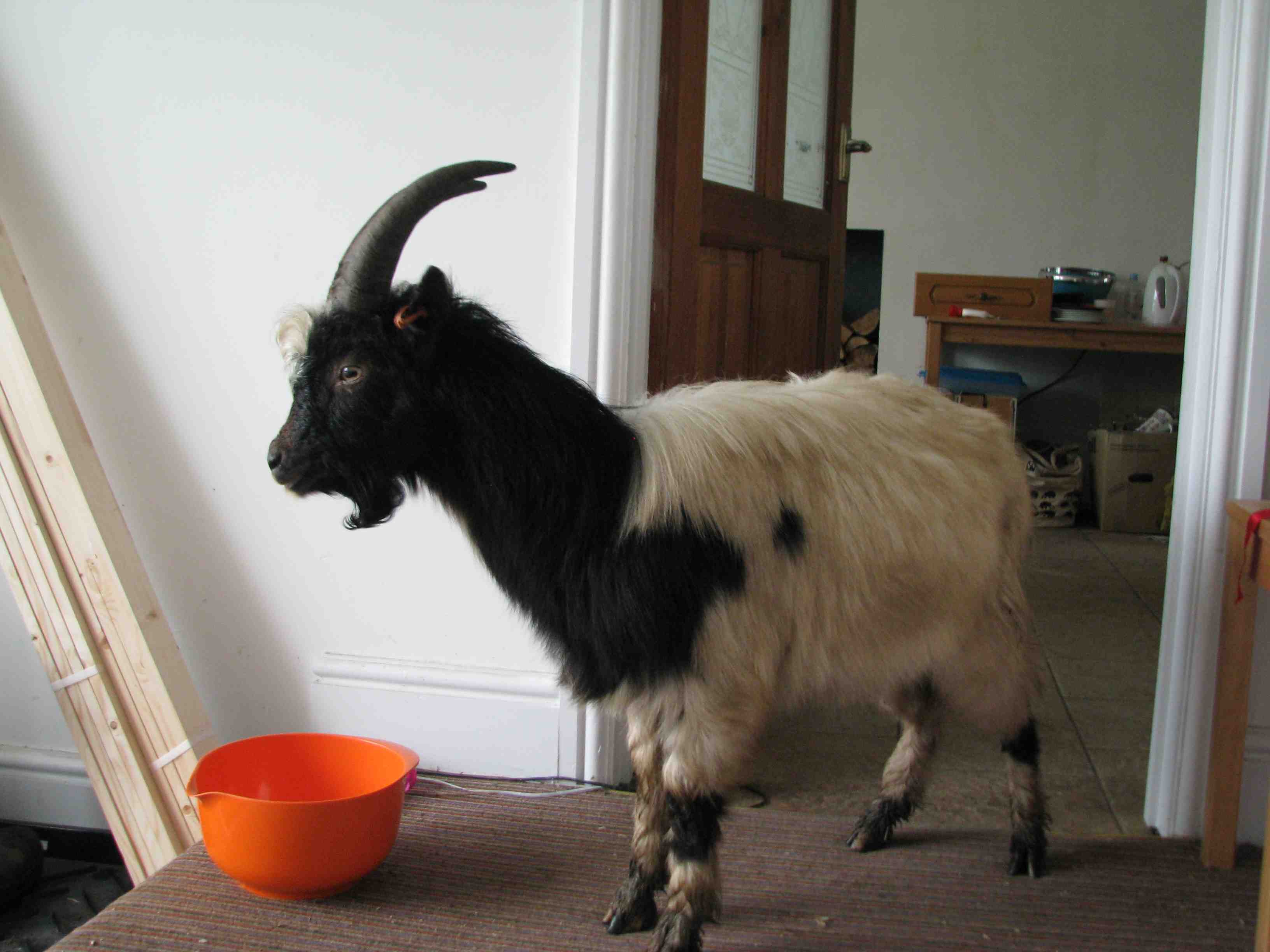 The Bagot Goat Society | Supporting Bagot Goats – a Primitive Breed ...
