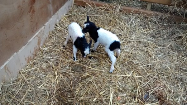 The Bagot Goat Society | Supporting Bagot Goats – a Primitive Breed ...