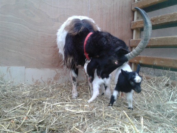 The Bagot Goat Society | Supporting Bagot Goats – a Primitive Breed ...