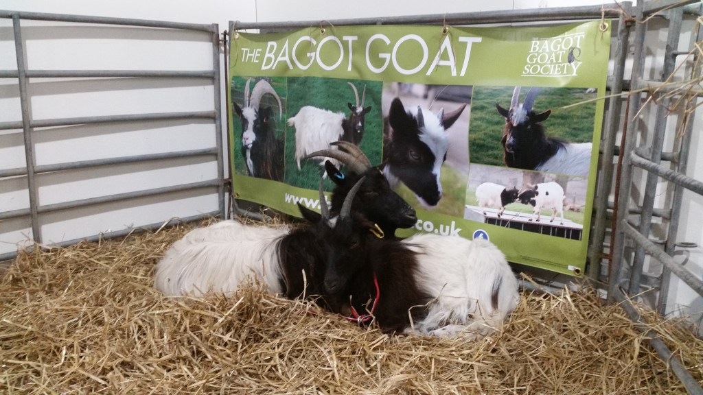 The Bagot Goat Society | Supporting Bagot Goats – a Primitive Breed ...