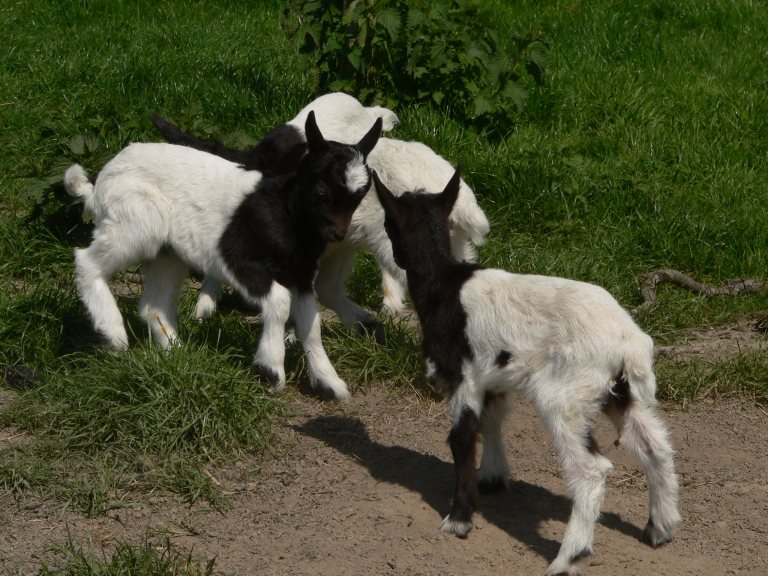 About Bagot Goats | The Bagot Goat Society