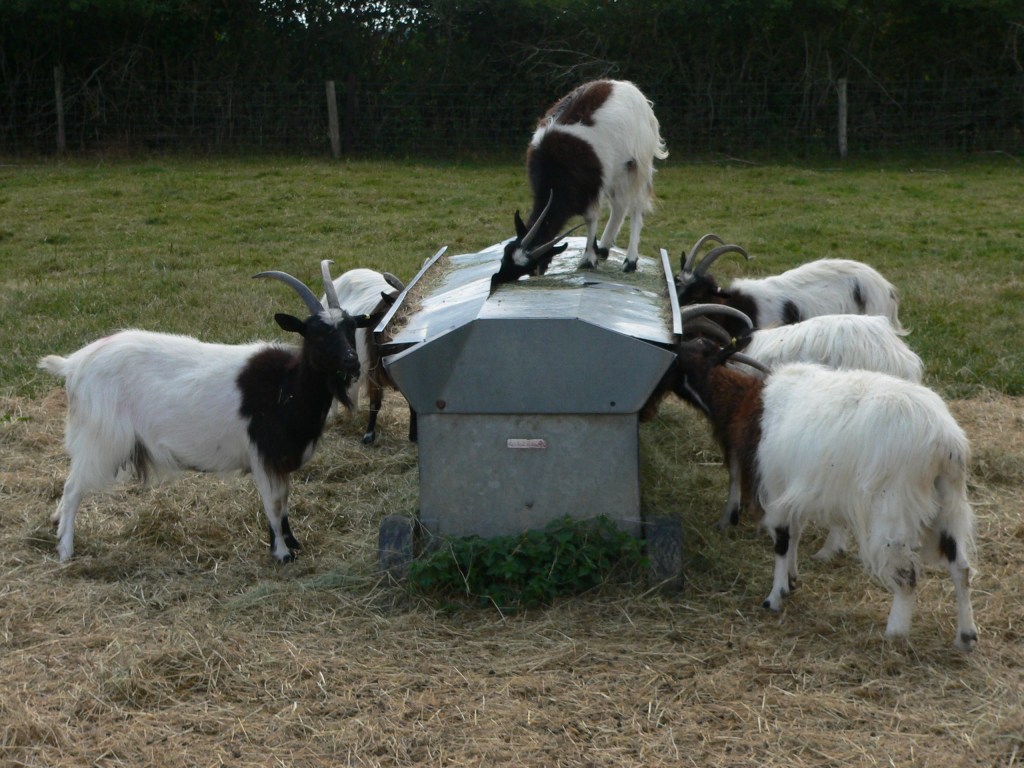 BGS News | The Bagot Goat Society