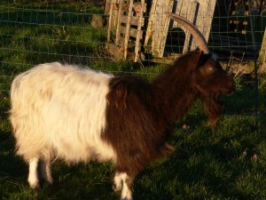 About Bagot Goats | The Bagot Goat Society