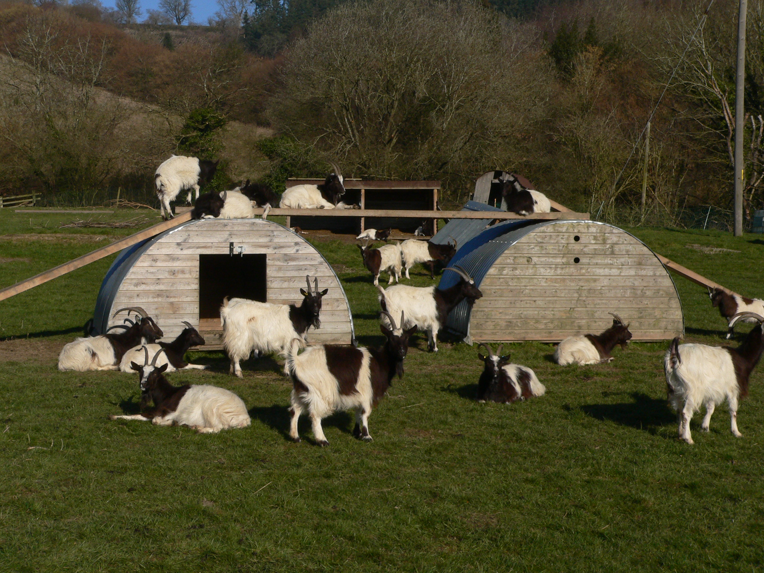 About Bagot Goats | The Bagot Goat Society