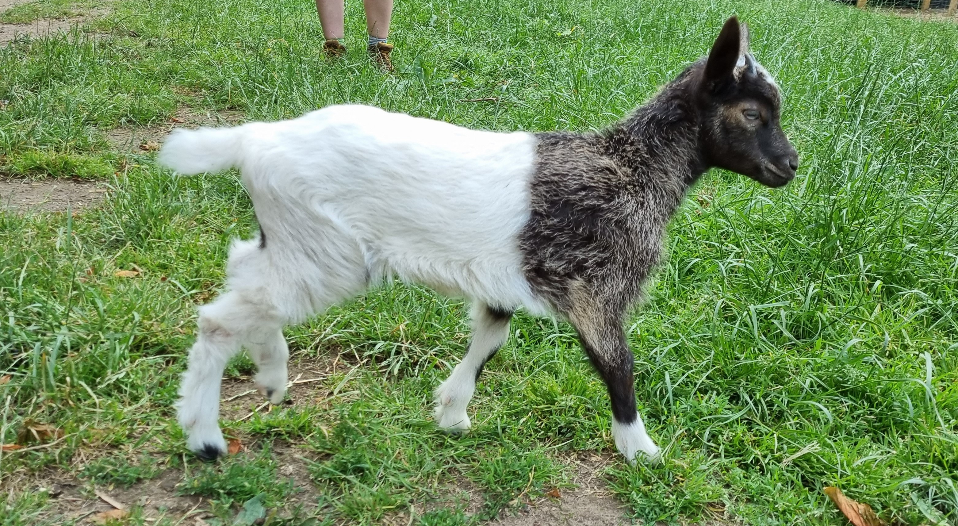 female-kid-2 | The Bagot Goat Society