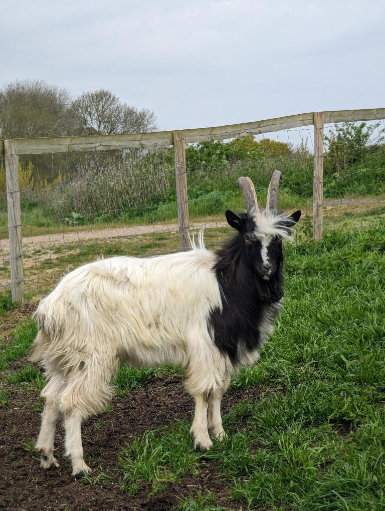 Stock Exchange | The Bagot Goat Society