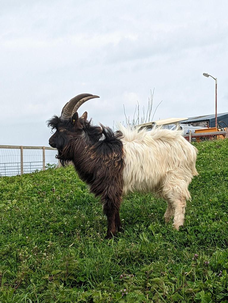 Stock Exchange | The Bagot Goat Society