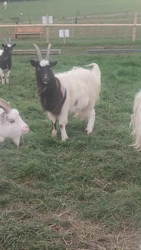 Stock Exchange | The Bagot Goat Society